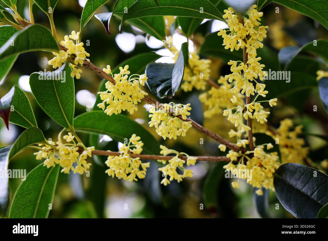 Osmanthus flowers are in full bloom in Suzhou City, east China's ...