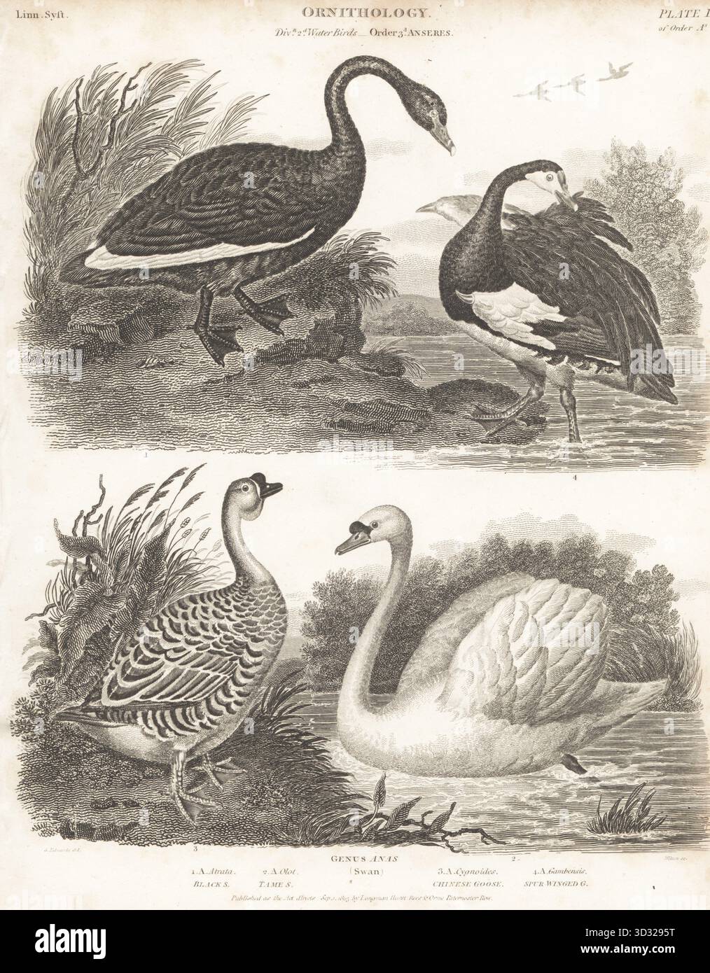 Swan illustration encyclopedia hi-res stock photography and images - Alamy