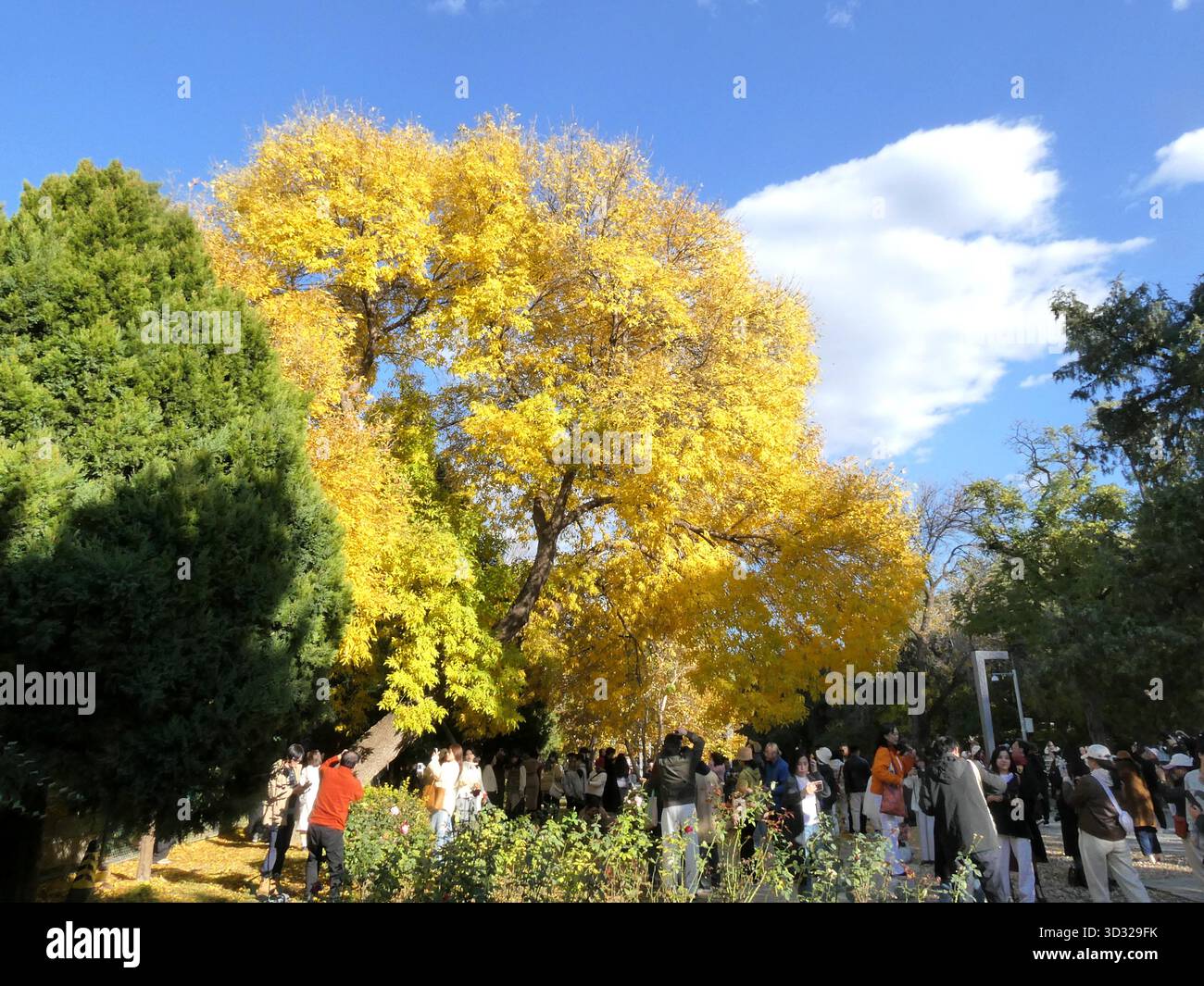 Autumn scenery at Longtan Park in Beijing, China, 1 November, 2025 ...