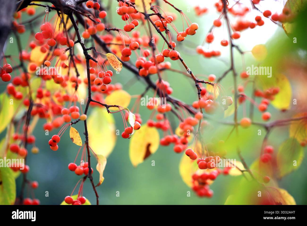 Crab apples are ripe in the tree in Huai'an City, east China's Jiangsu ...