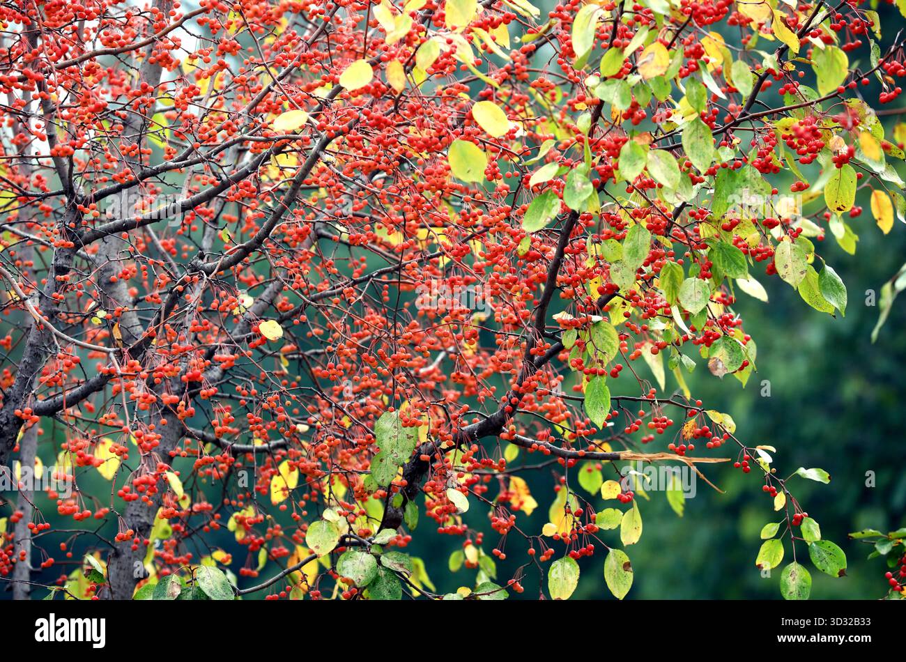 Crab apples are ripe in the tree in Huai'an City, east China's Jiangsu ...