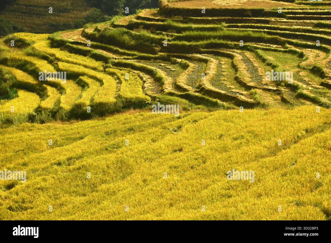 Golden terraced field in Changning County, Baoshan City, southwest ...