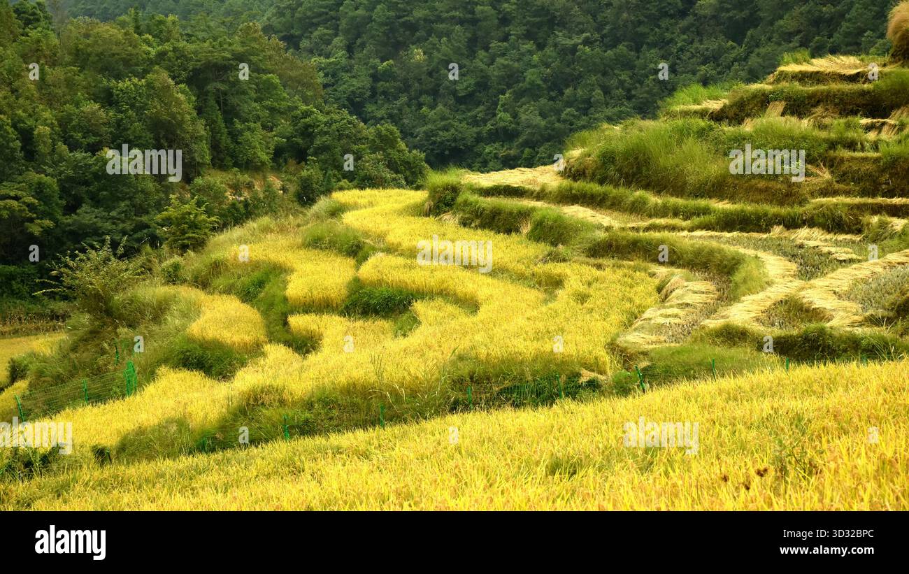 Golden terraced field in Changning County, Baoshan City, southwest ...