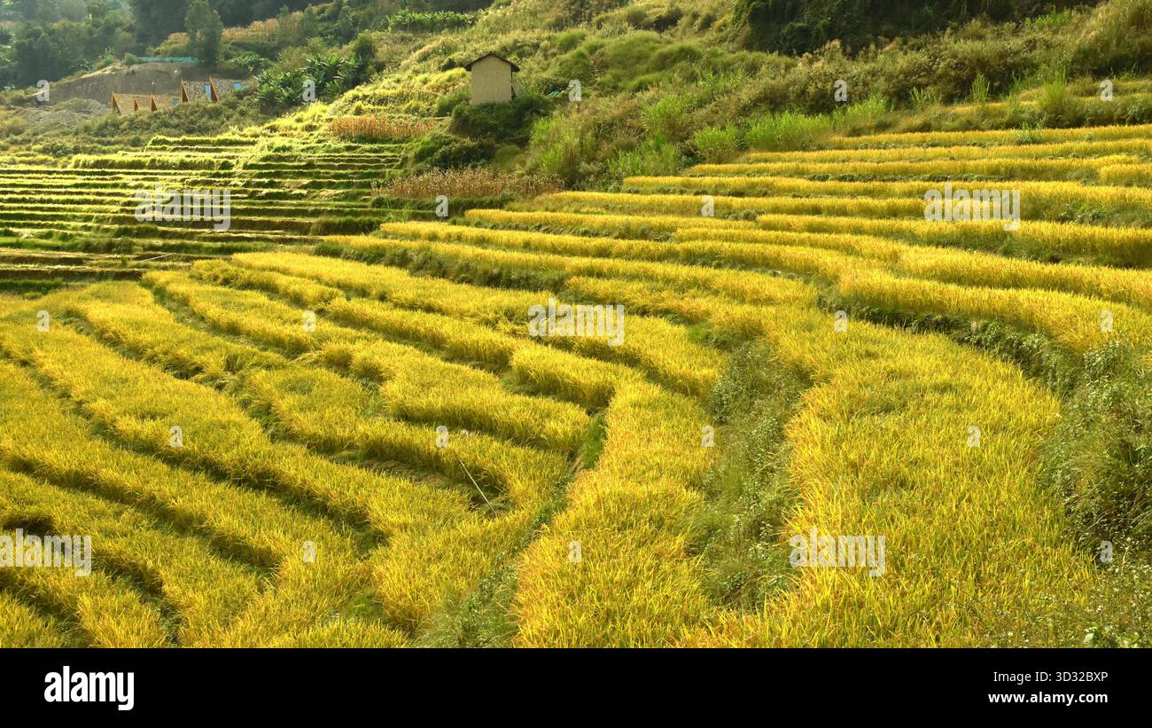 Golden terraced field in Changning County, Baoshan City, southwest ...