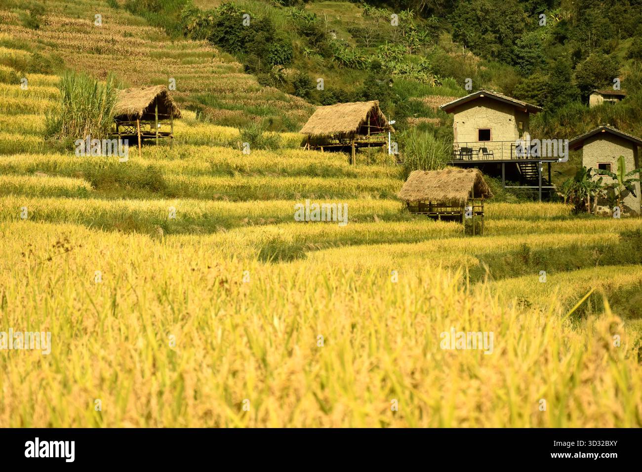 Golden terraced field in Changning County, Baoshan City, southwest ...
