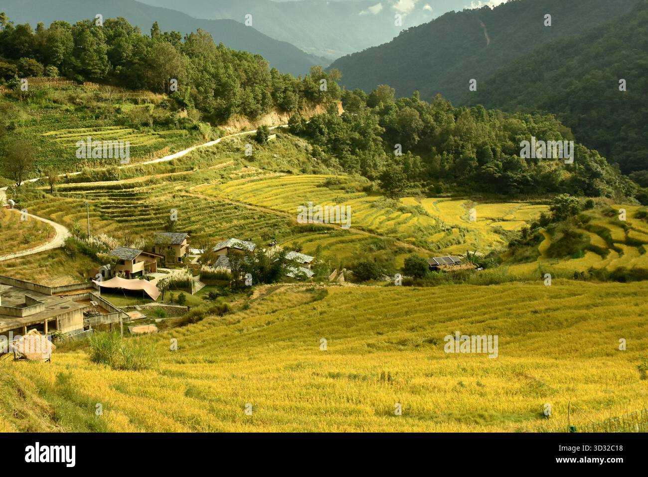 Golden terraced field in Changning County, Baoshan City, southwest ...