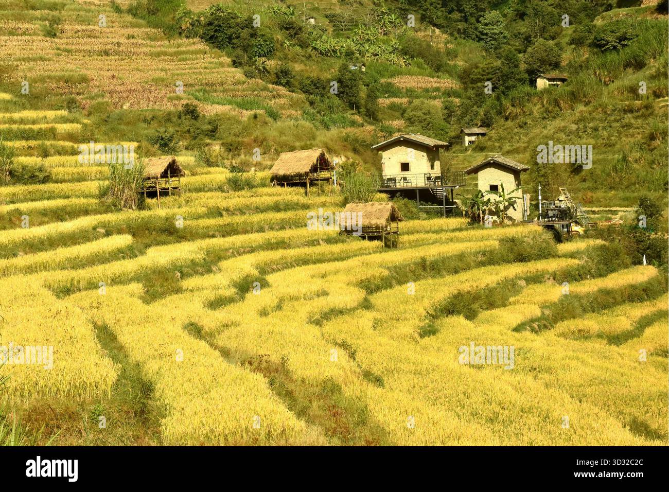 Golden terraced field in Changning County, Baoshan City, southwest ...