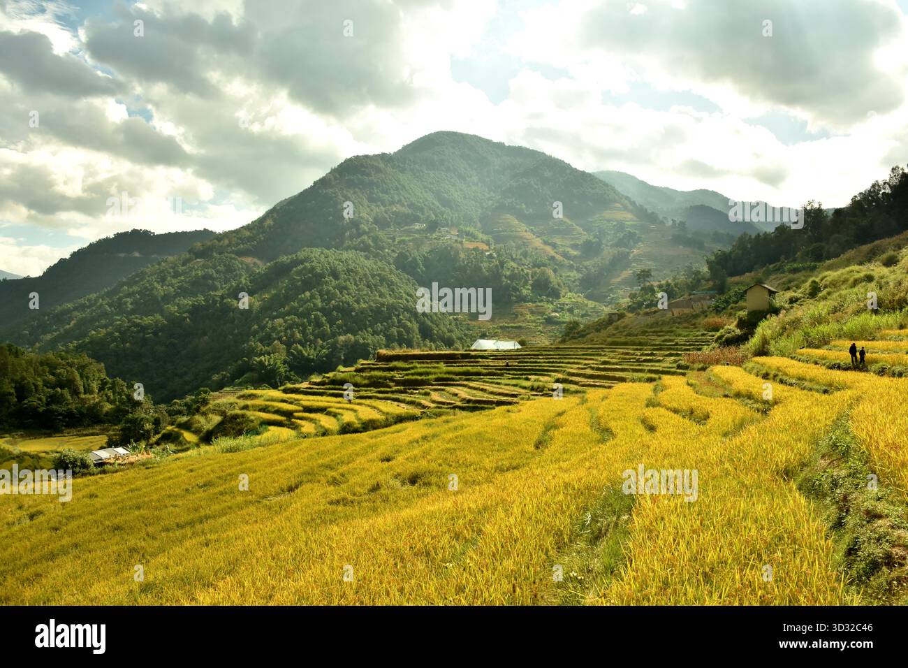 Golden terraced field in Changning County, Baoshan City, southwest ...