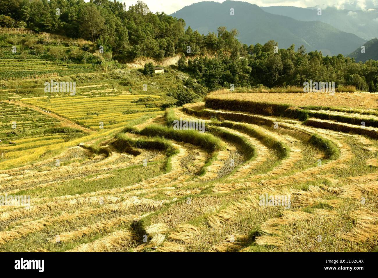 Golden terraced field in Changning County, Baoshan City, southwest ...