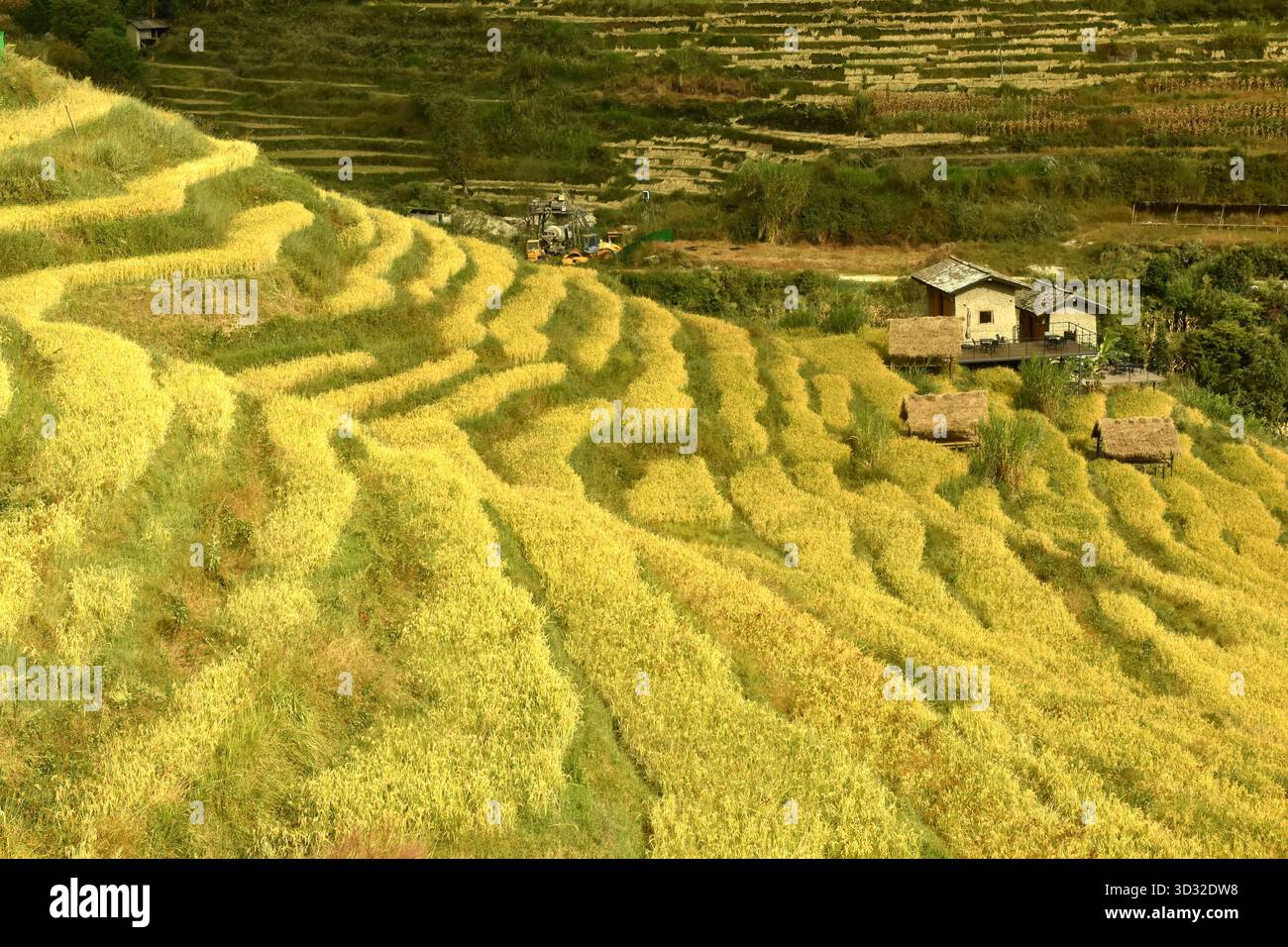 Golden terraced field in Changning County, Baoshan City, southwest ...