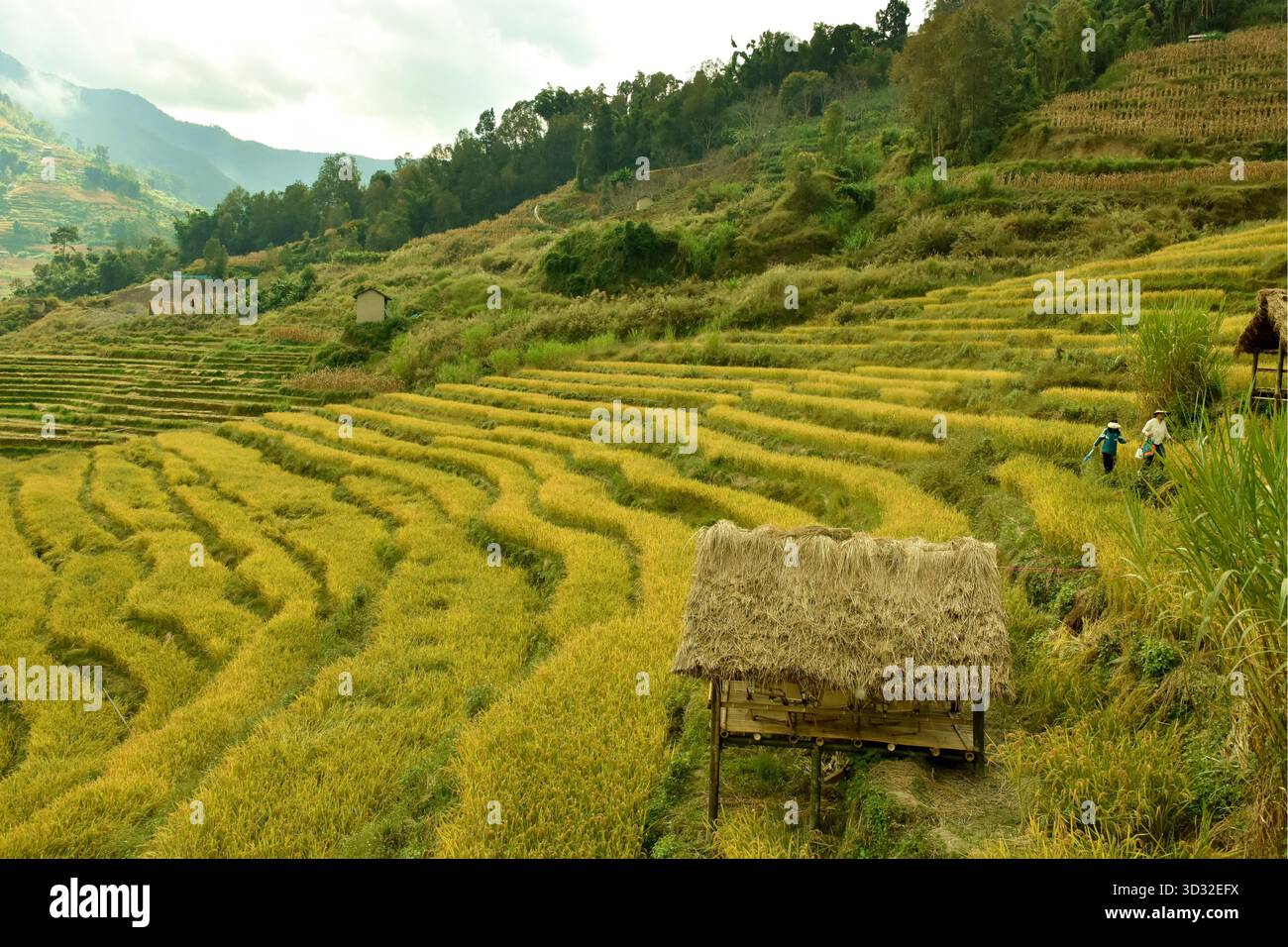 Golden terraced field in Changning County, Baoshan City, southwest ...