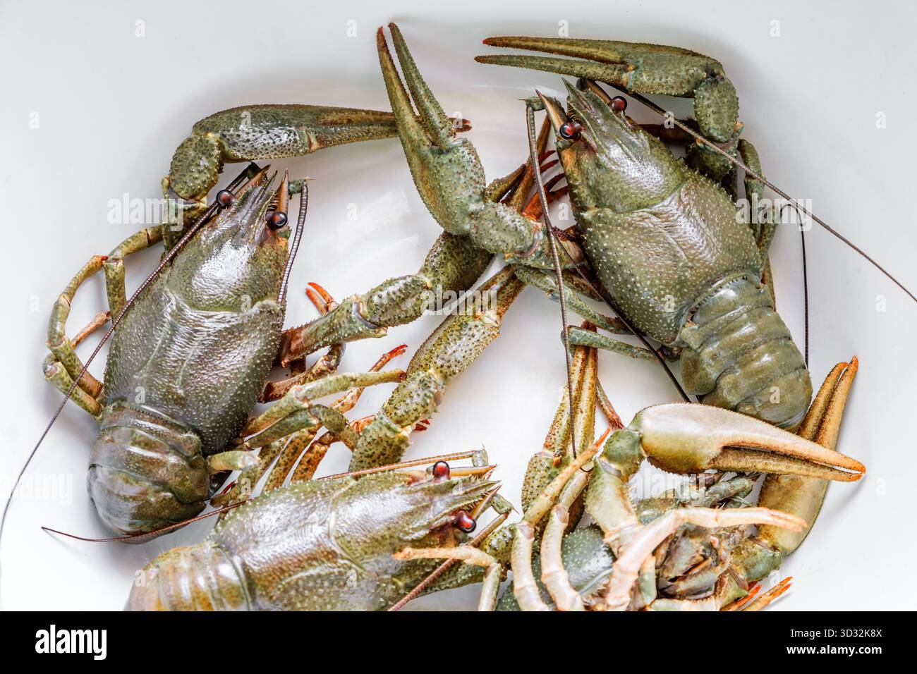 Live crayfish close up hi-res stock photography and images - Alamy