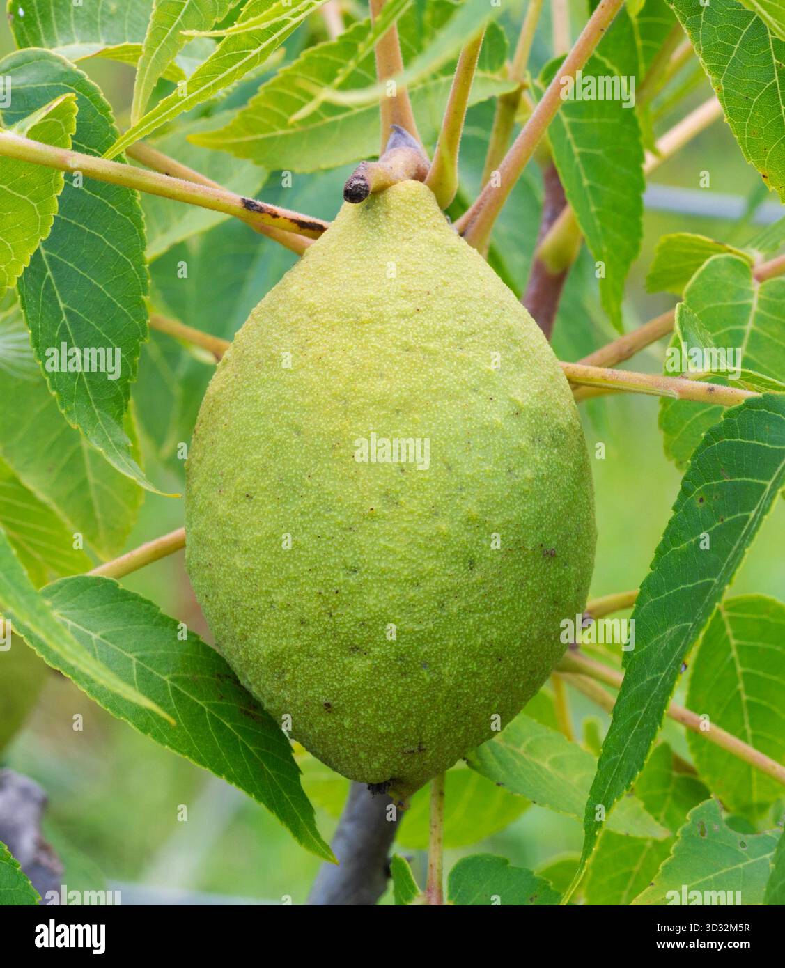 Big green English walnut husk on the tree growing in the summer and not ...