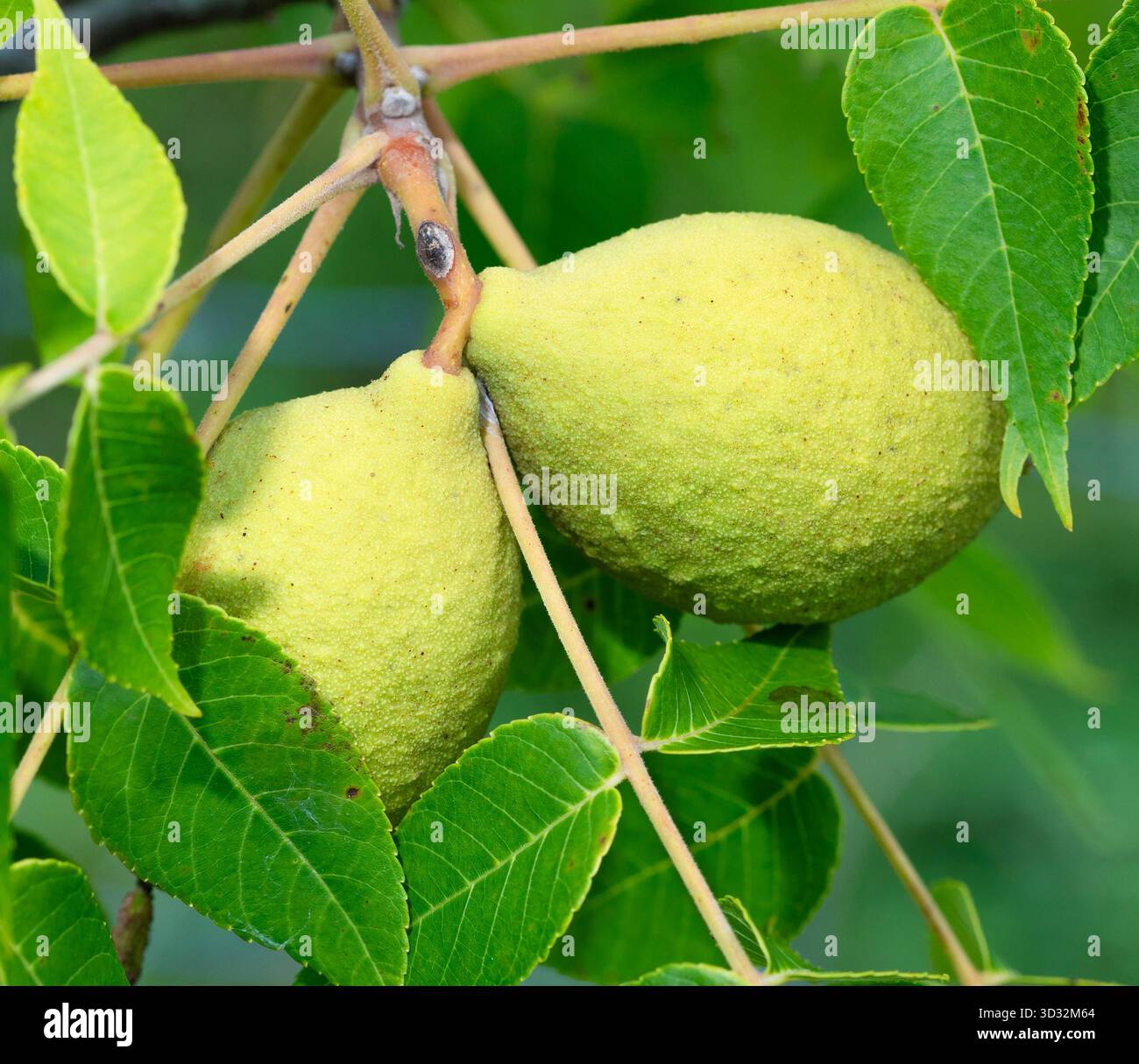 Closeup of two walnuts growing on the tree that are green and yellow ...