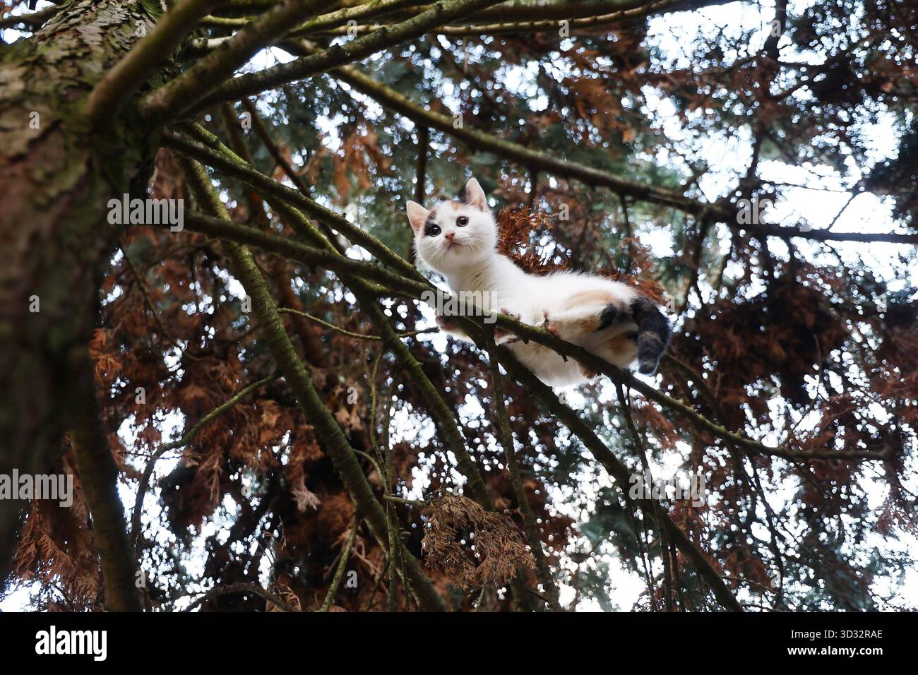 Katzen 03.11.2025, Ostramondra, eine junge dreifarbige Katze ...