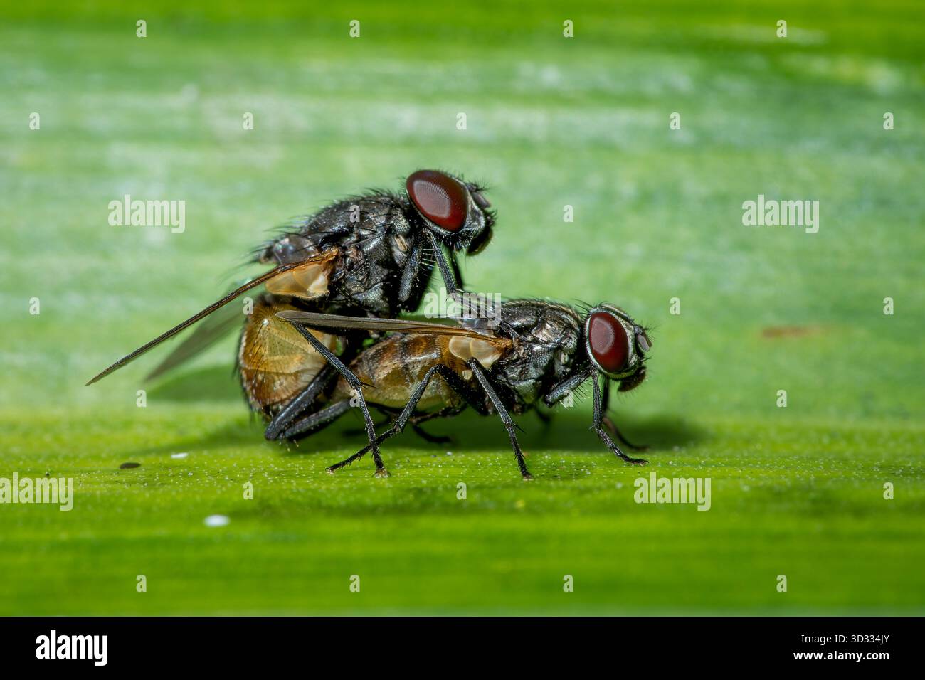 Housefly mating on green hi-res stock photography and images - Alamy