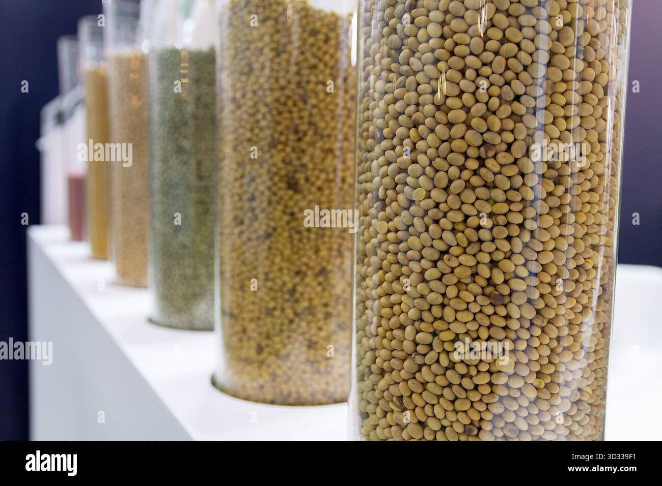 Seeds of grain crops are demonstrated at the agricultural exhibition ...