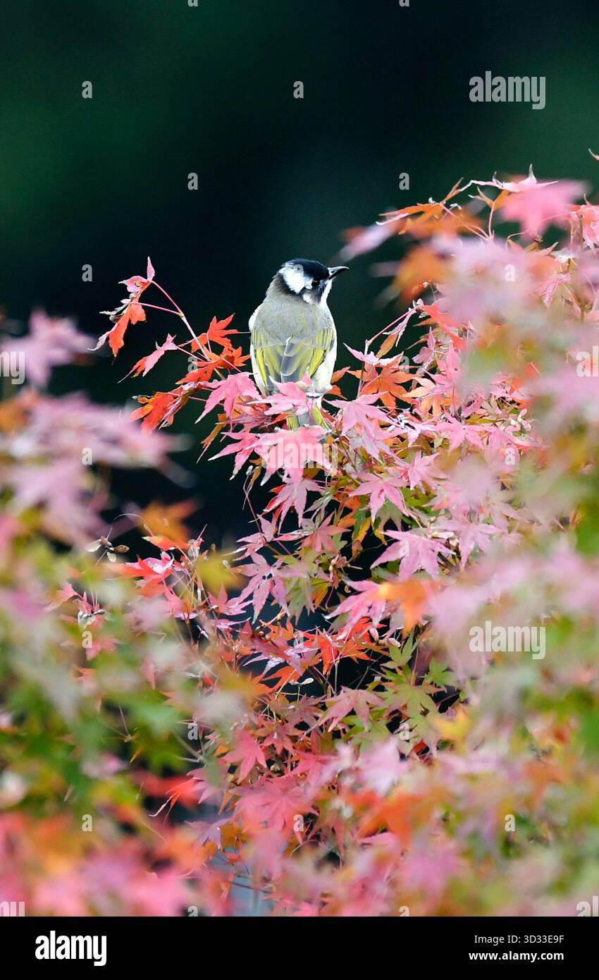 (251104) -- BEIJING, Nov. 4, 2025 (Xinhua) -- A bird rests on a branch ...