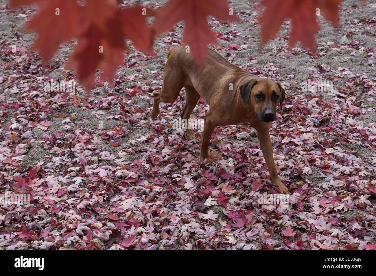 A dog plays on colorful dried leaves in Toronto, Sunday, Nov. 2, 2025 ...