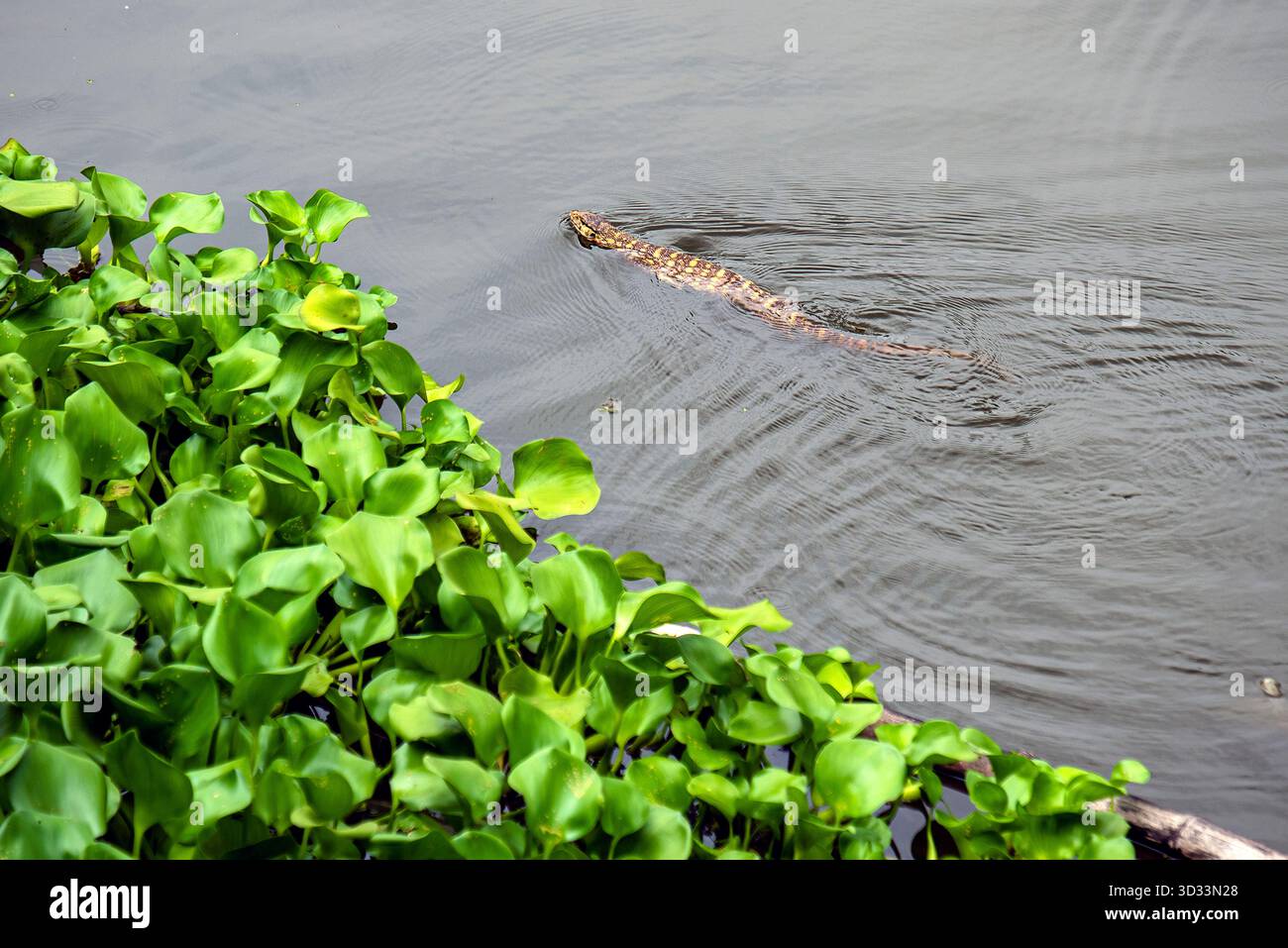 Monitor lizard gliding through hi-res stock photography and images - Alamy