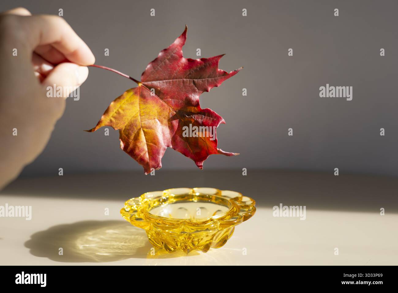 Hand with maple leaf maple syrup from the sap of maple trees Stock ...
