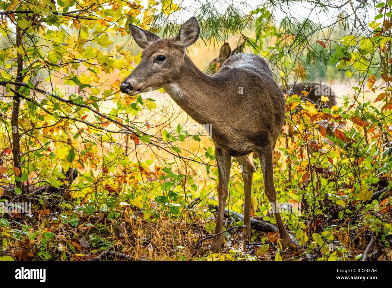 White-tailed deer (Odocoileus virginianus) amidst the autumn foliage at ...