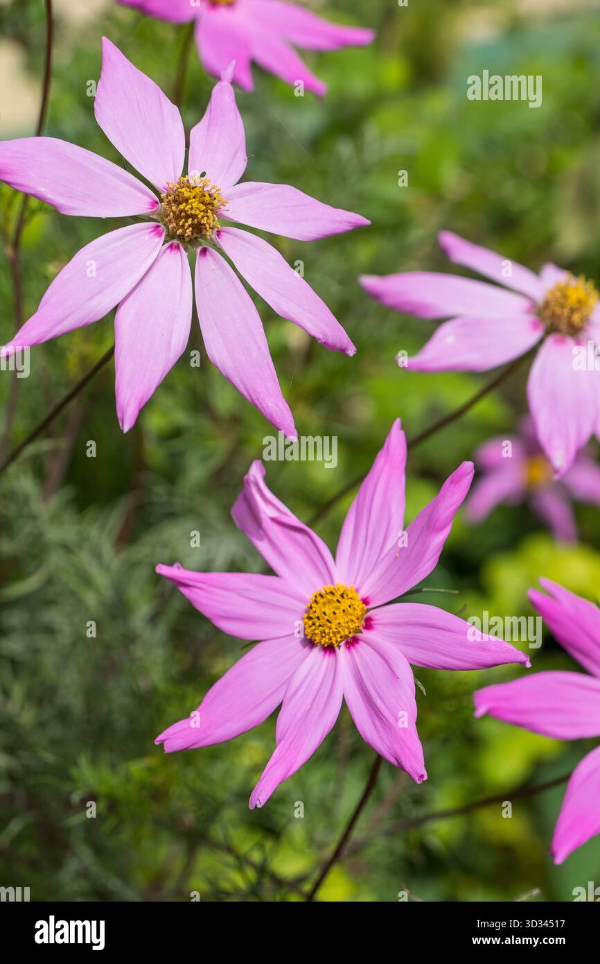 Beautiful cosmo flower field hi-res stock photography and images - Alamy