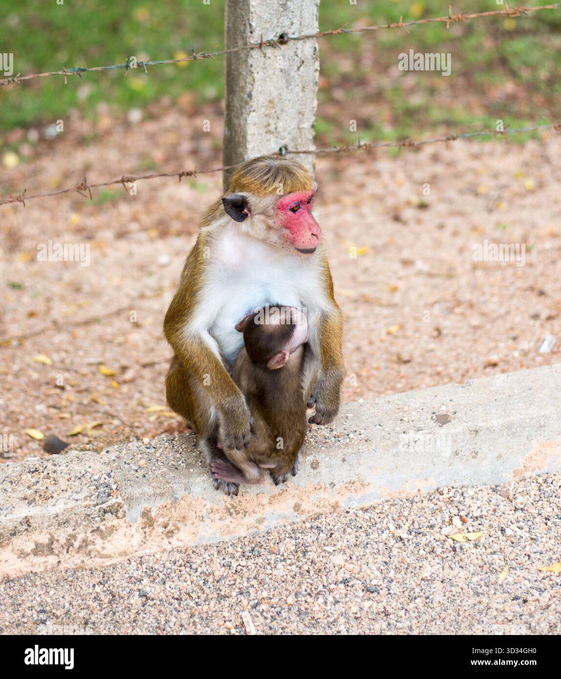 Red faced macaque hi-res stock photography and images - Alamy