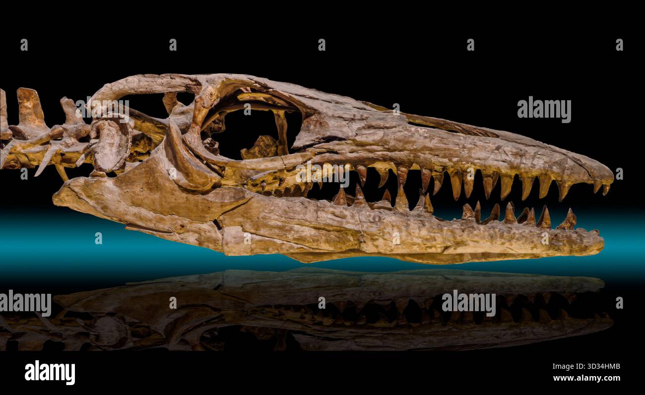 Marine Reptile, Mosasaurus, Cretaceous Oceans, Belgium Stock Photo - Alamy
