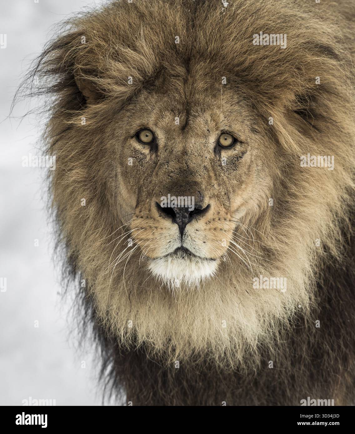 Lion, Panthera leo, lion portrait on bright, soft background, the lion ...