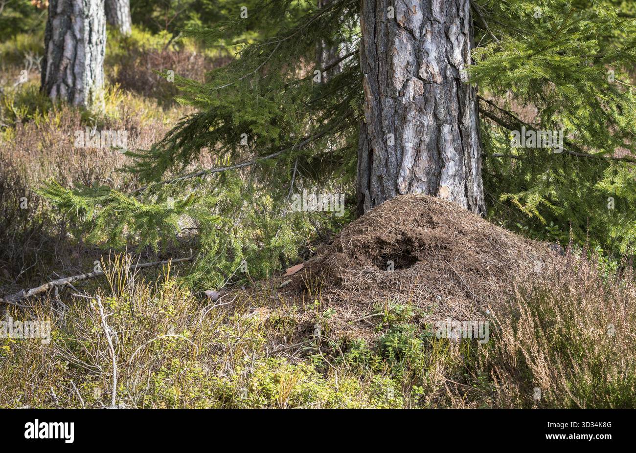 Large anthill buildt next to a pine tree in the coniferous forest, the ...