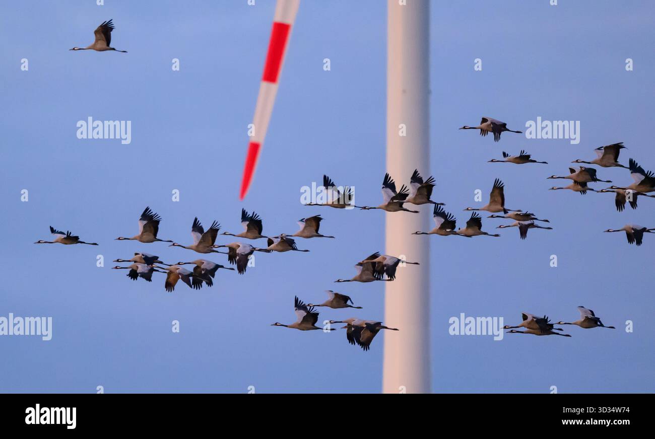 04 November 2025, Brandenburg, Biegen: Cranes fly past in the sky in ...
