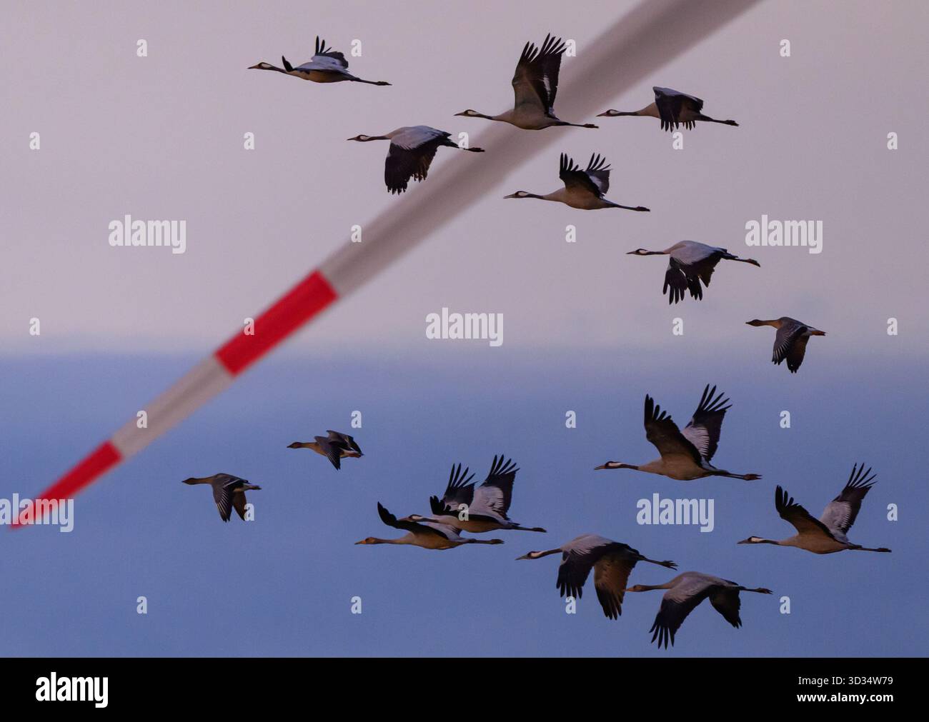 04 November 2025, Brandenburg, Biegen: Cranes fly past in the sky in ...