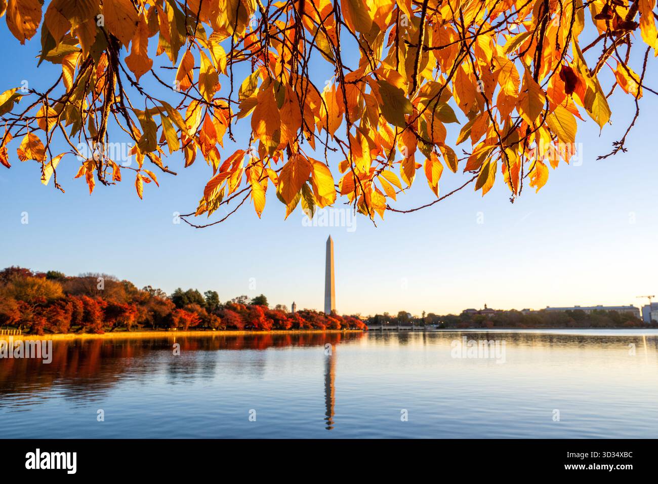 Tall trees showcase vibrant autumn hi-res stock photography and images ...