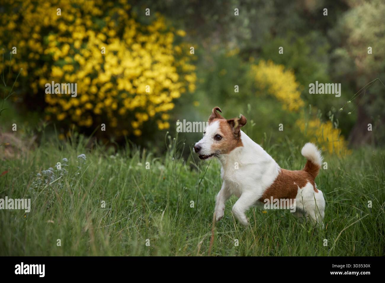 A Jack Russell Terrier jumps over tall grass with yellow flowers ...