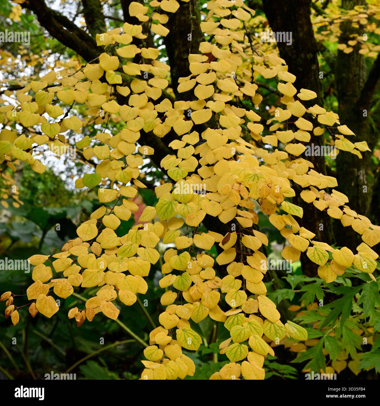 Yellow heart shaped autumn foliage of Cercidiphyllum japonicum, katsura ...