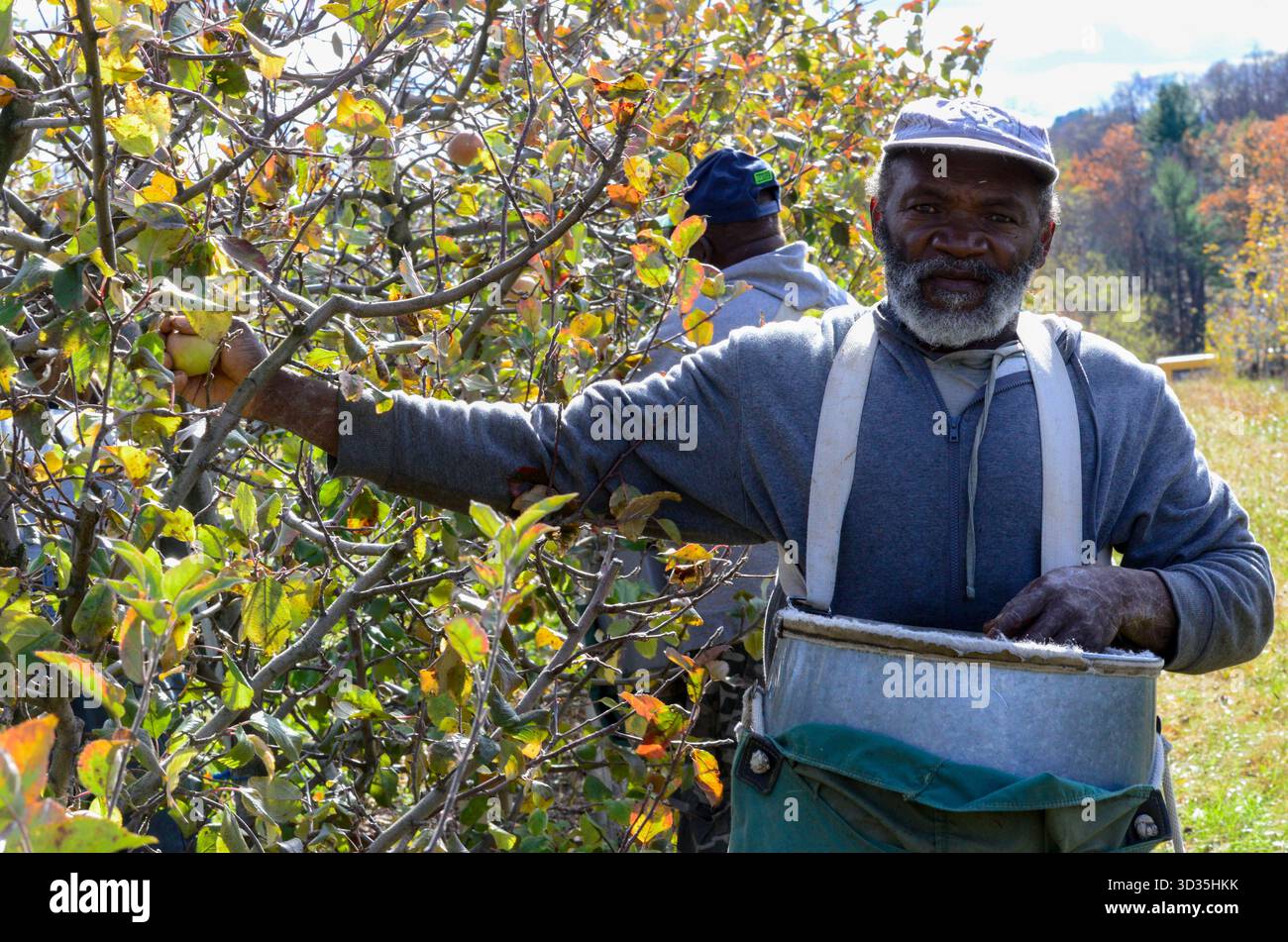 Regan Mendez, a migrant worker from the island nation of Jamaica, picks ...