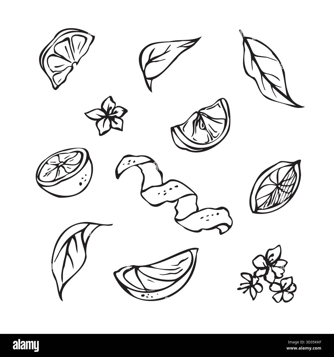Set citrus tree leaves Stock Vector Images - Alamy