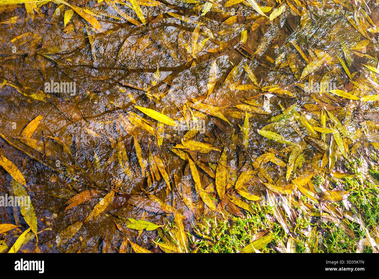 Tree and leaves reflections in water hi-res stock photography and ...