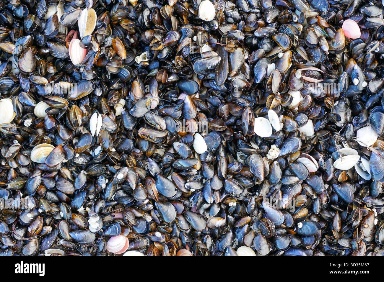 Baltic Sea mussels and seashells close-up on the beach showing natural ...