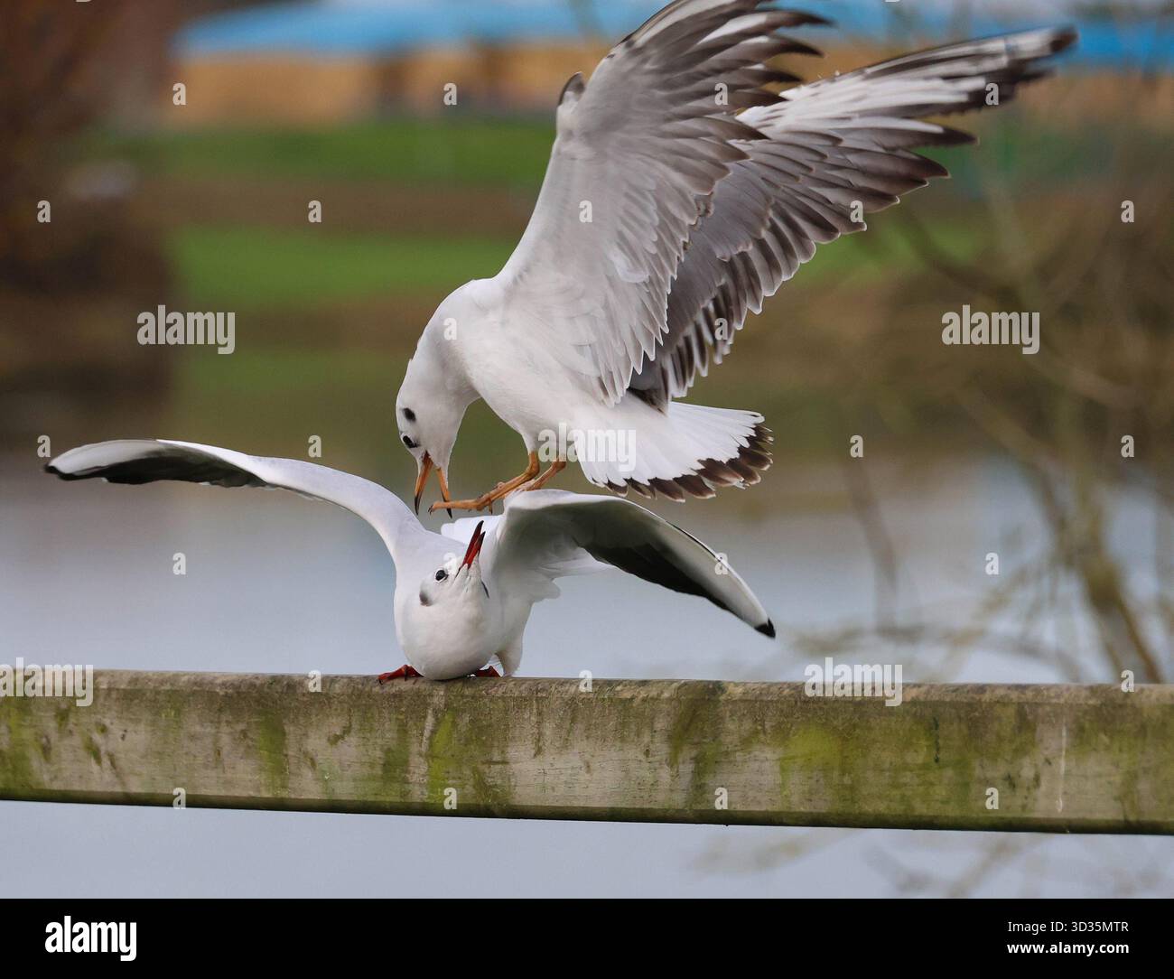 Ballysaggart Lough, Dungannon, County Tyrone, Northern Ireland, UK. 04 ...