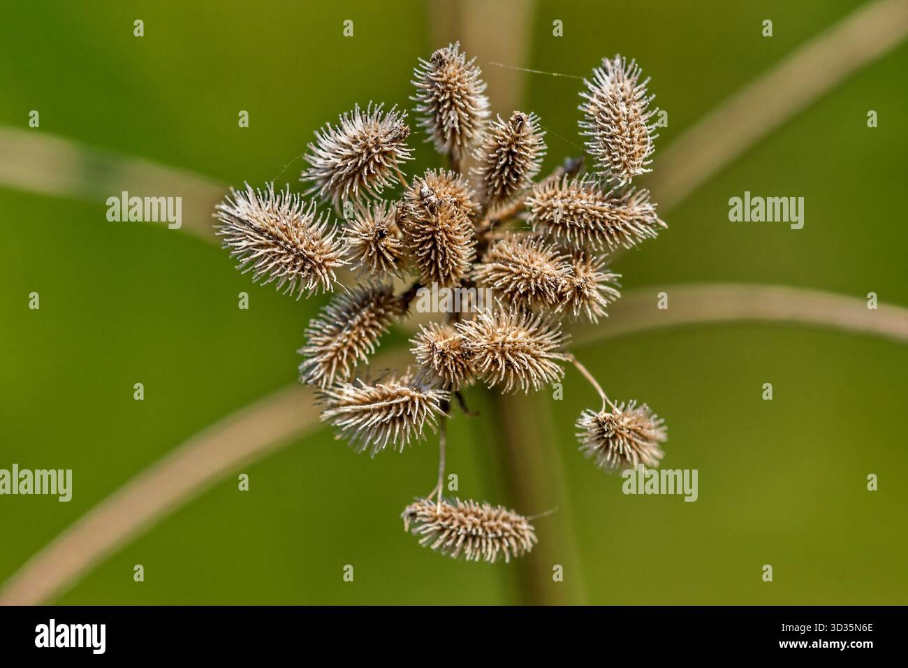 Grass seed pod hi-res stock photography and images - Alamy