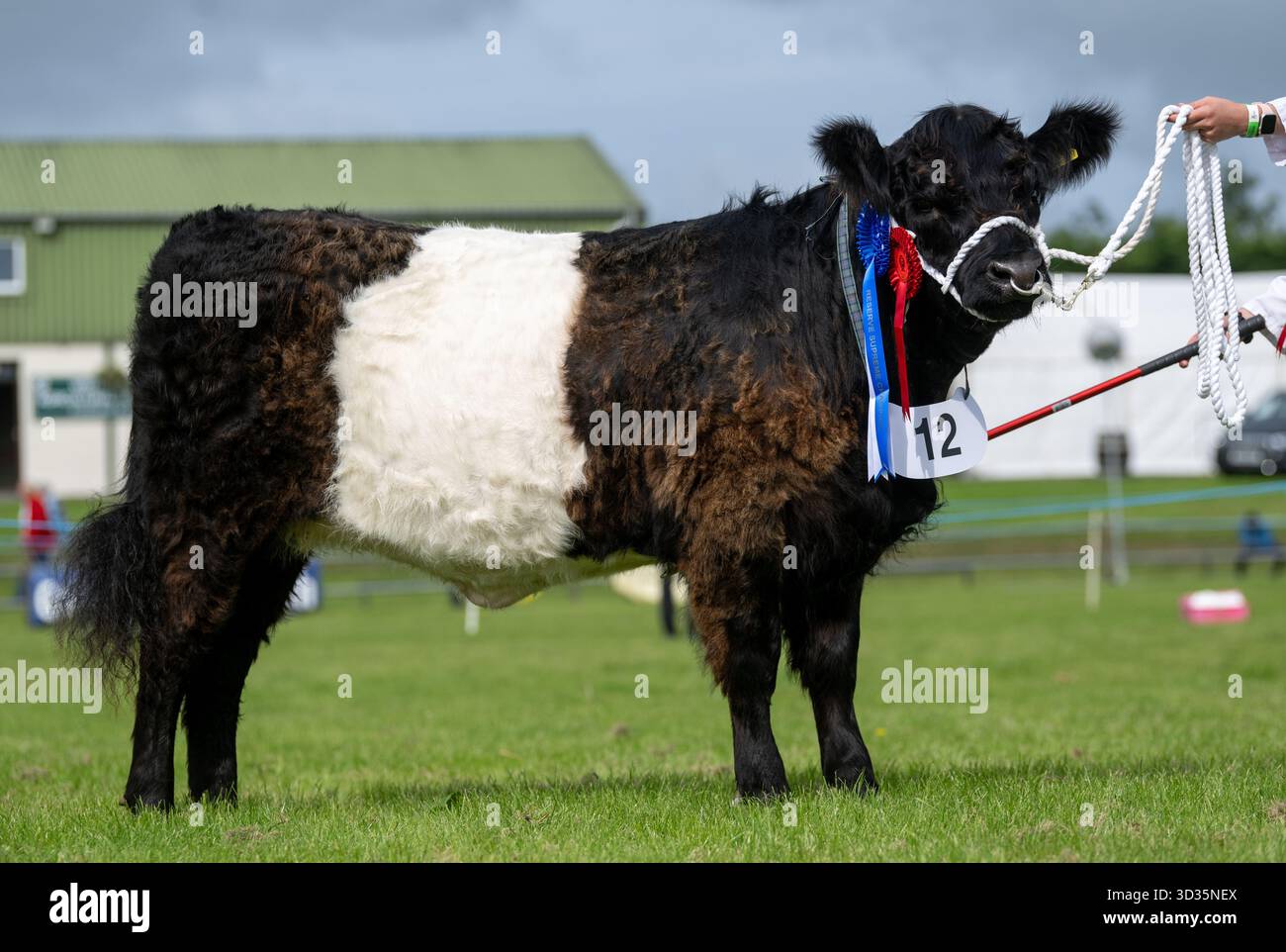 Judging Belted Galloway cattle at the Wigtown Show in Dumfries and ...