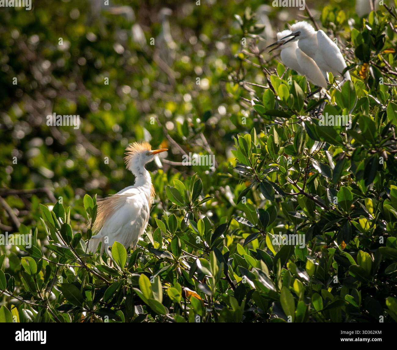 cattle egret and chicks in a tree on the rookery in Florida's Peace ...