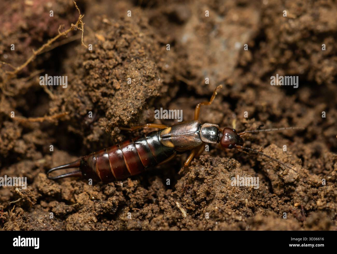 Segmented body form hi-res stock photography and images - Alamy