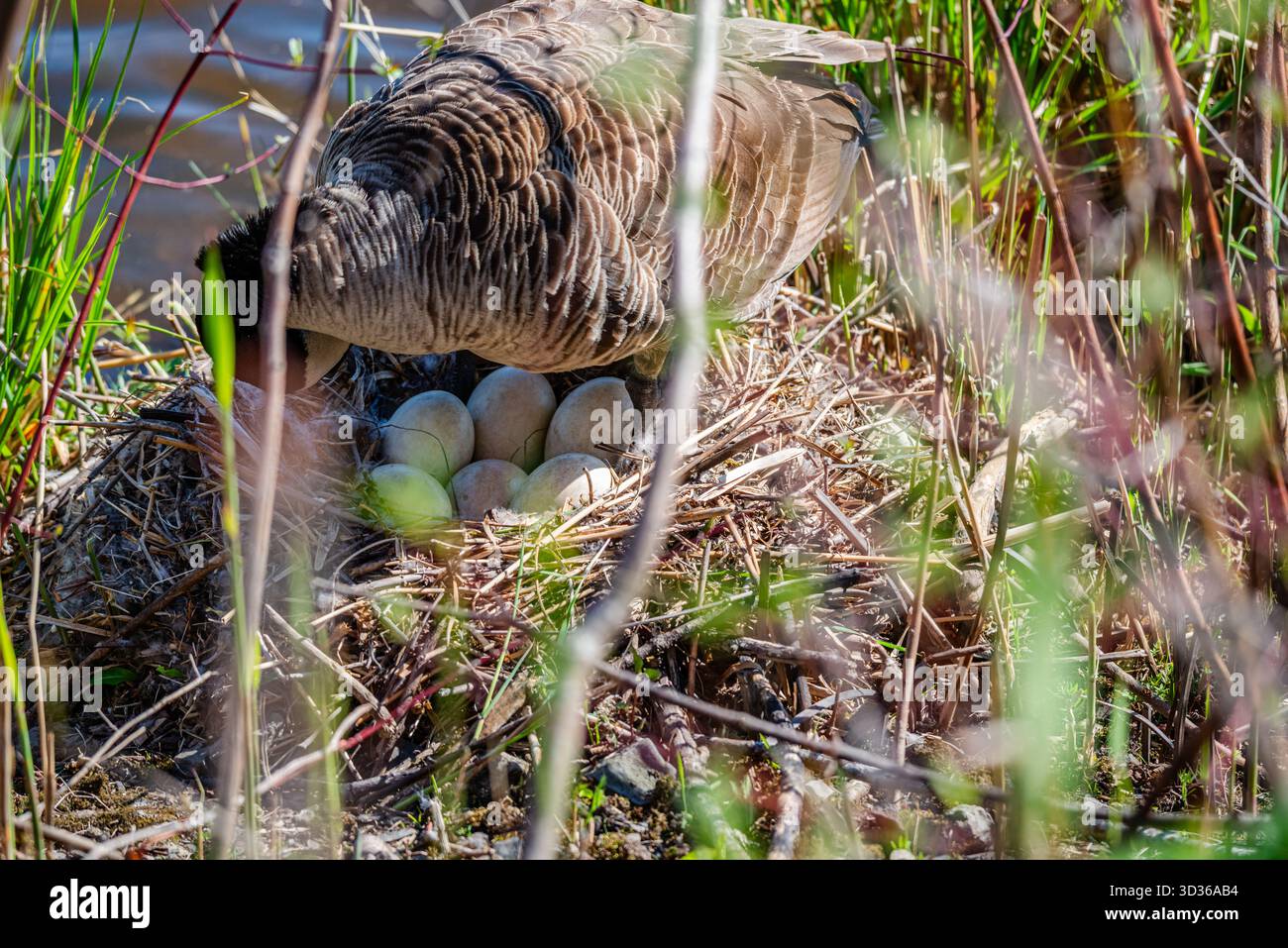 Nesting geese on the St. Lawrence River Stock Photo - Alamy