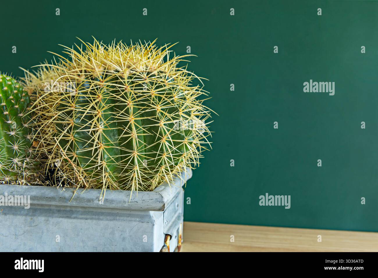 Specimen of Ferocactus wislizeni with curved reddish central spines and ...