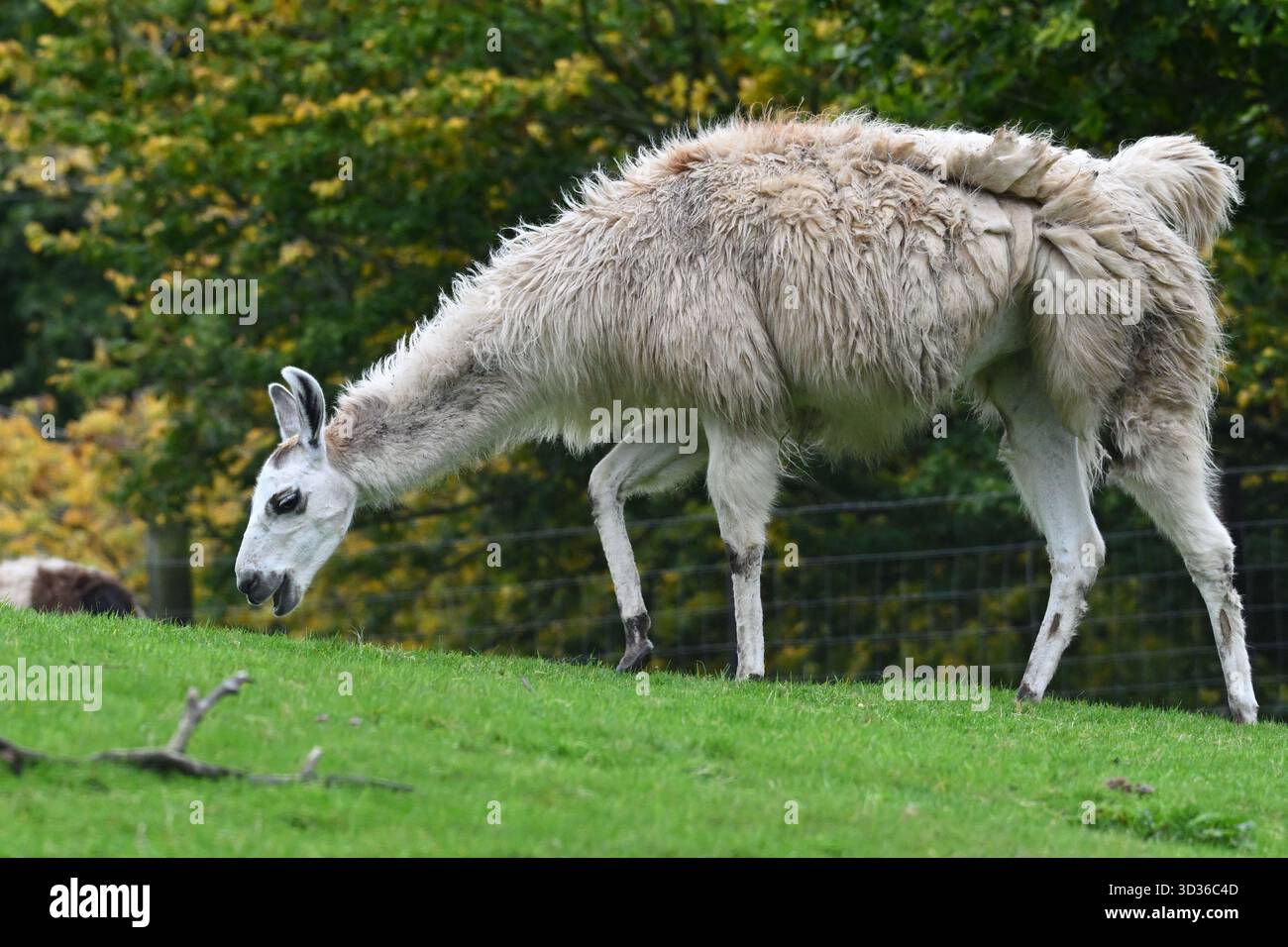 Llama field uk hi-res stock photography and images - Alamy