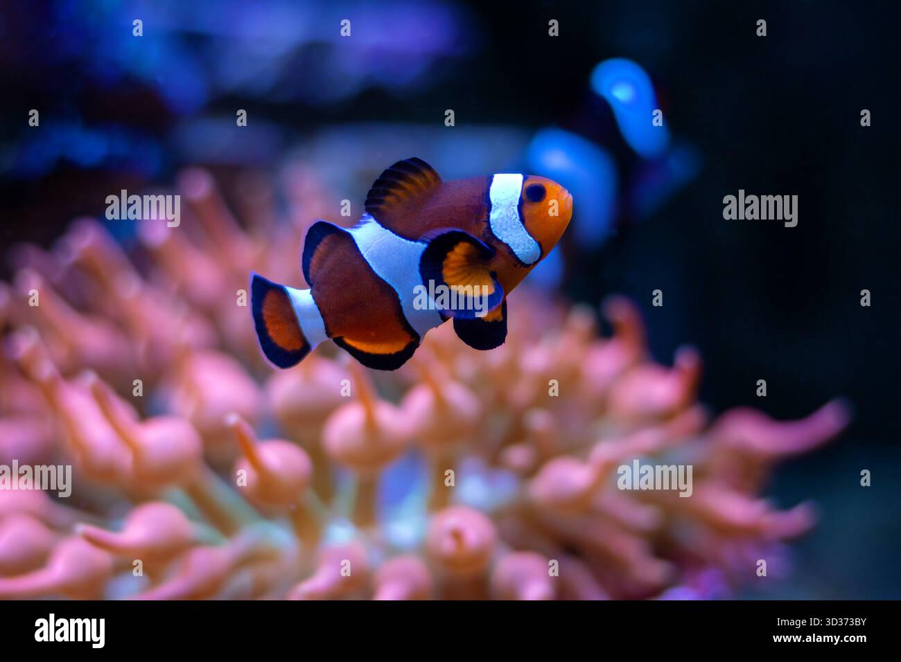 True percula clownfish hi-res stock photography and images - Alamy