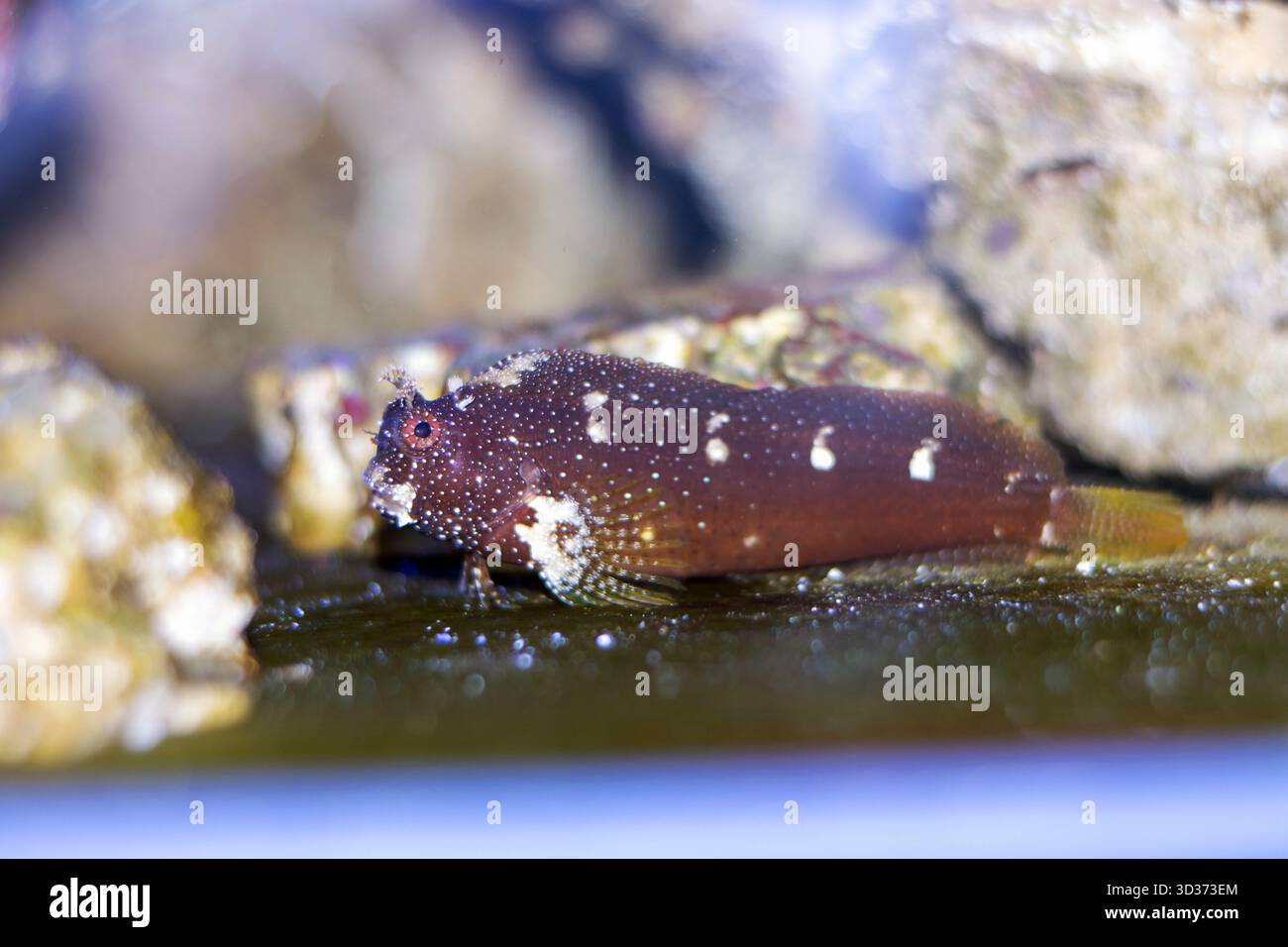 Salarias ramosus, the starry blenny fish swimming in a reef aquarium ...
